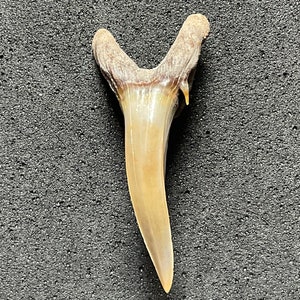Carcharia Taurus (sand Tiger Shark), Bone Valley Shark Tooth - Etsy