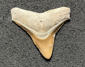 Carcharhinus Leucas bull Shark Bone Valley Shark Tooth - Etsy