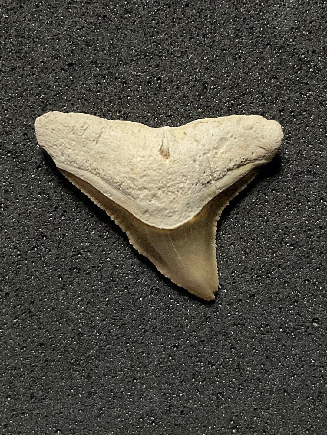 Carcharhinus Leucas bull Shark Bone Valley Shark Tooth - Etsy