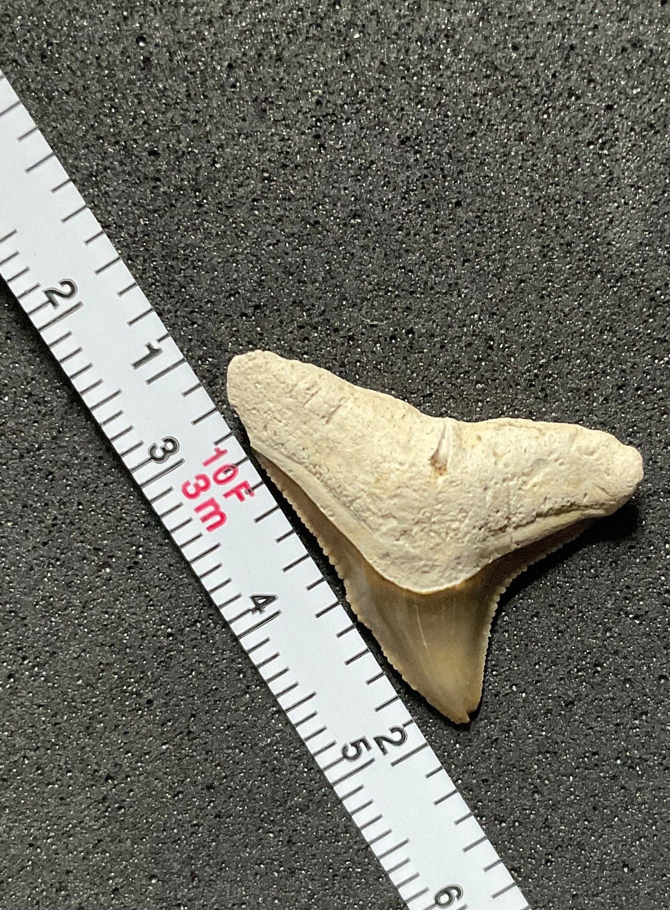 Carcharhinus Leucas bull Shark Bone Valley Shark Tooth - Etsy