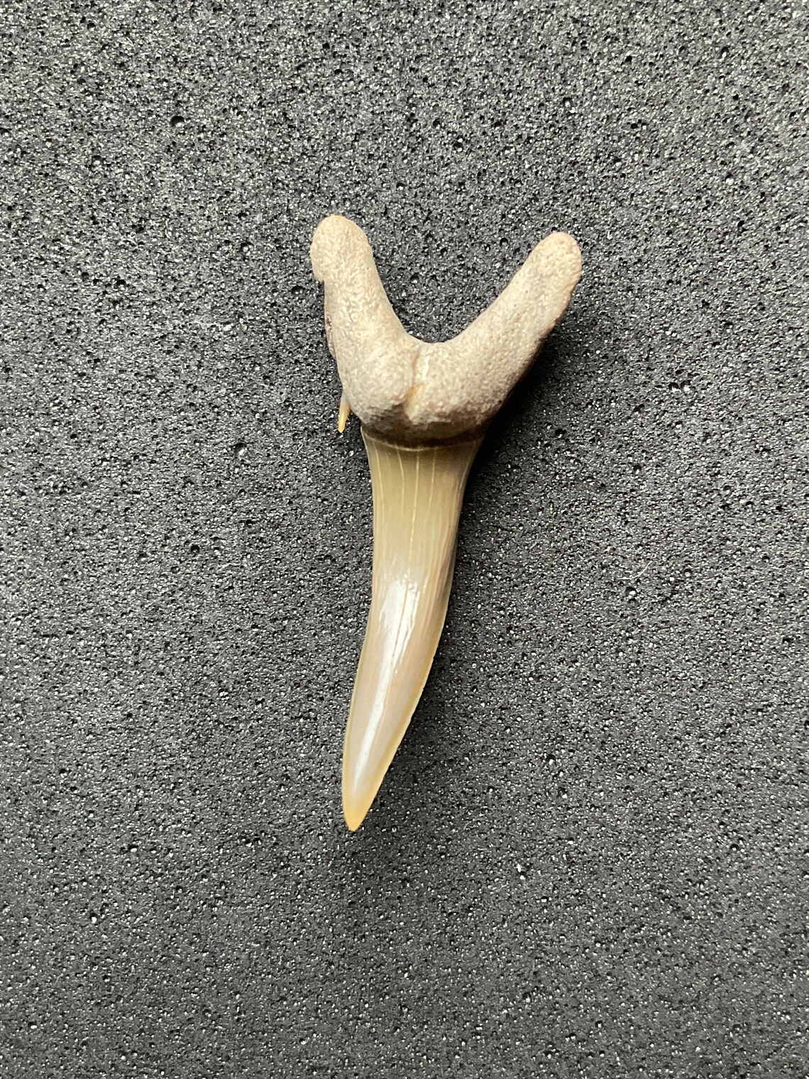 Carcharia Taurus (sand Tiger Shark), Bone Valley Shark Tooth - Etsy