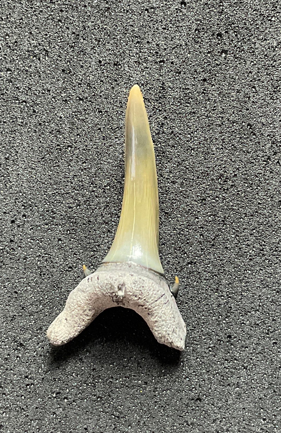 Carcharia Taurus sand Tiger Shark Bone Valley Shark Tooth - Etsy