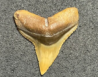 Carcharhinus Leucas (bull Shark), Bone Valley Shark Tooth - Etsy