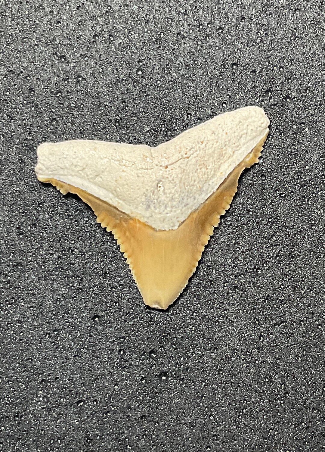 Carcharhinus Leucas bull Shark Bone Valley Shark Tooth - Etsy