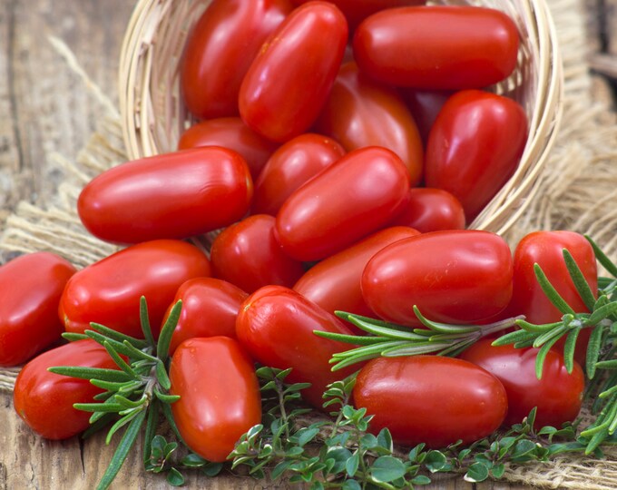 5 Italian Tree Tomato Seeds-1156 - Etsy