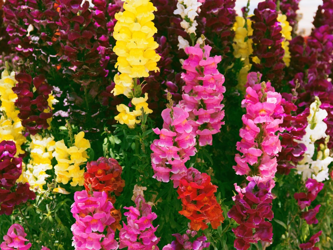 Organic Snapdragon Beauty Mix Seeds 30 Seeds Grow Your Own Foods ...