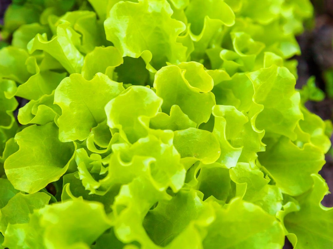 Organic Simpson Leaf Lettuce Seeds 200 Seeds Grow Your - Etsy