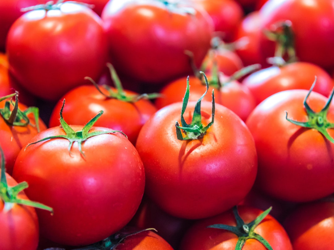 Organic Rutgers Tomato Seeds 25 Seeds Grow Your Own Foods Organic & Non ...