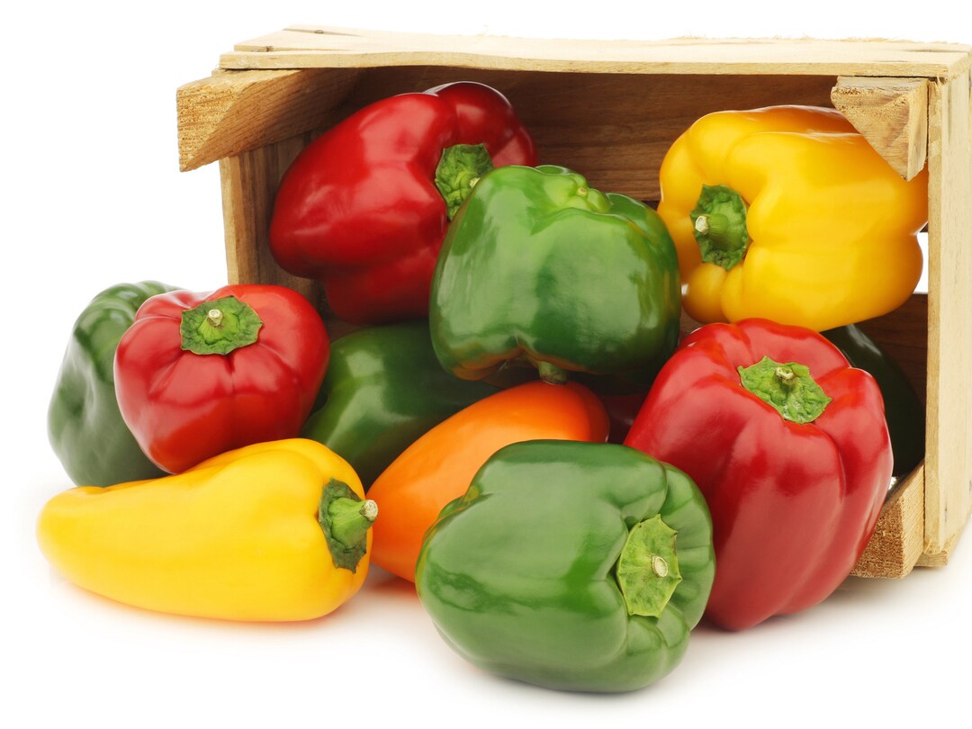 Organic Assorted Bell Pepper Seeds 20 Seeds Grow Your Own Foods Organic ...