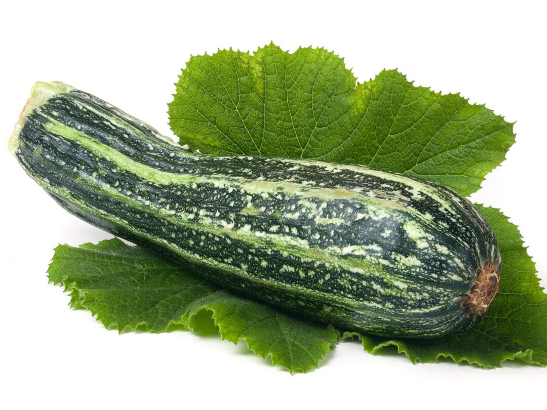 Organic Cocozelle Zucchini Seeds 20 Seeds Grow Your Own Foods Organic ...