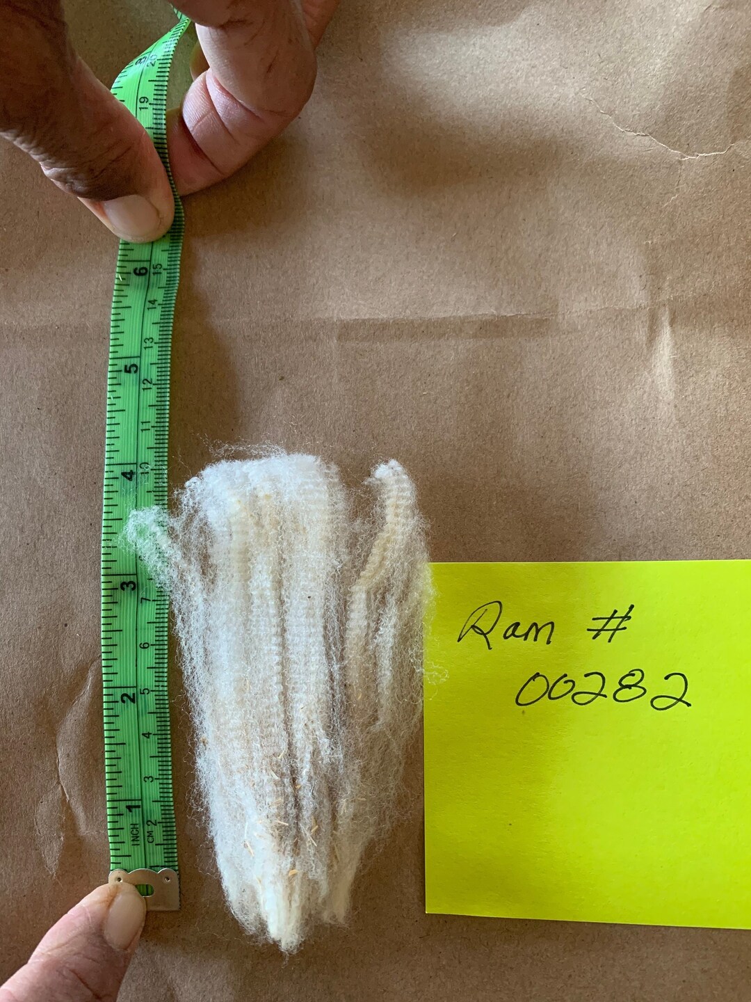 Raw Cormo Ram Wool Fiber unwashed - Etsy