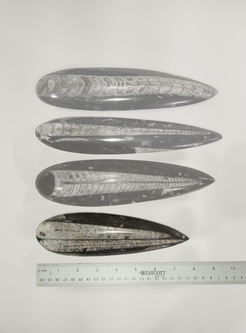 Orthoceras Fossil XL 7.5" - 9.5" - Etsy