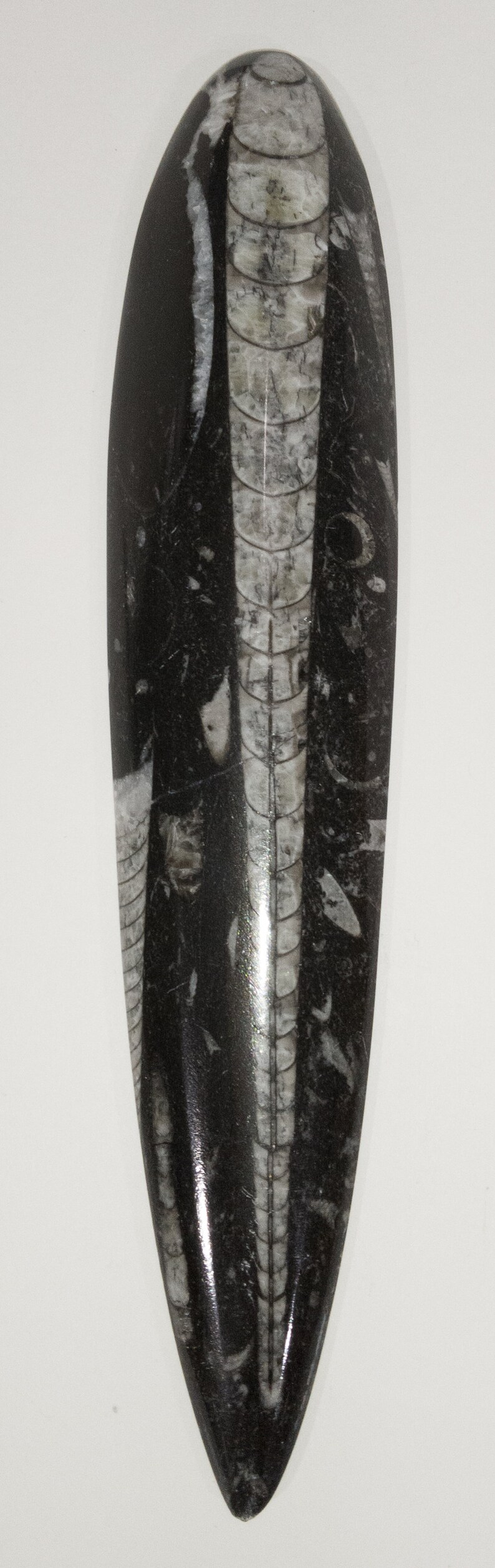 Orthoceras Fossil XL 7.5" - 9.5" - Etsy