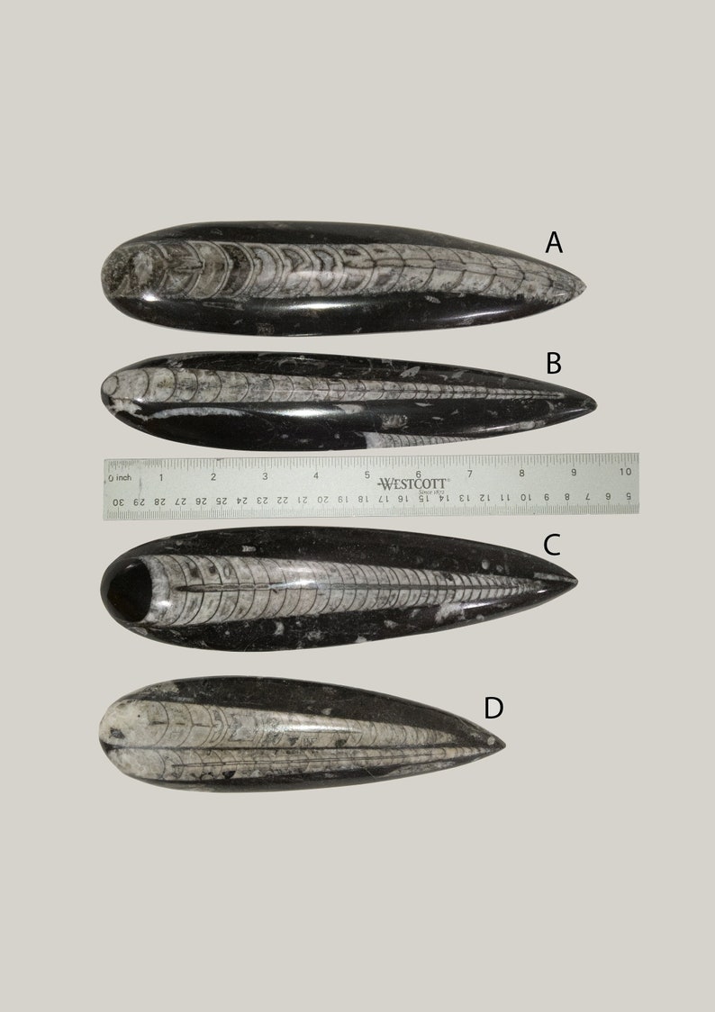 Orthoceras Fossil XL 7.5 9.5 - Etsy