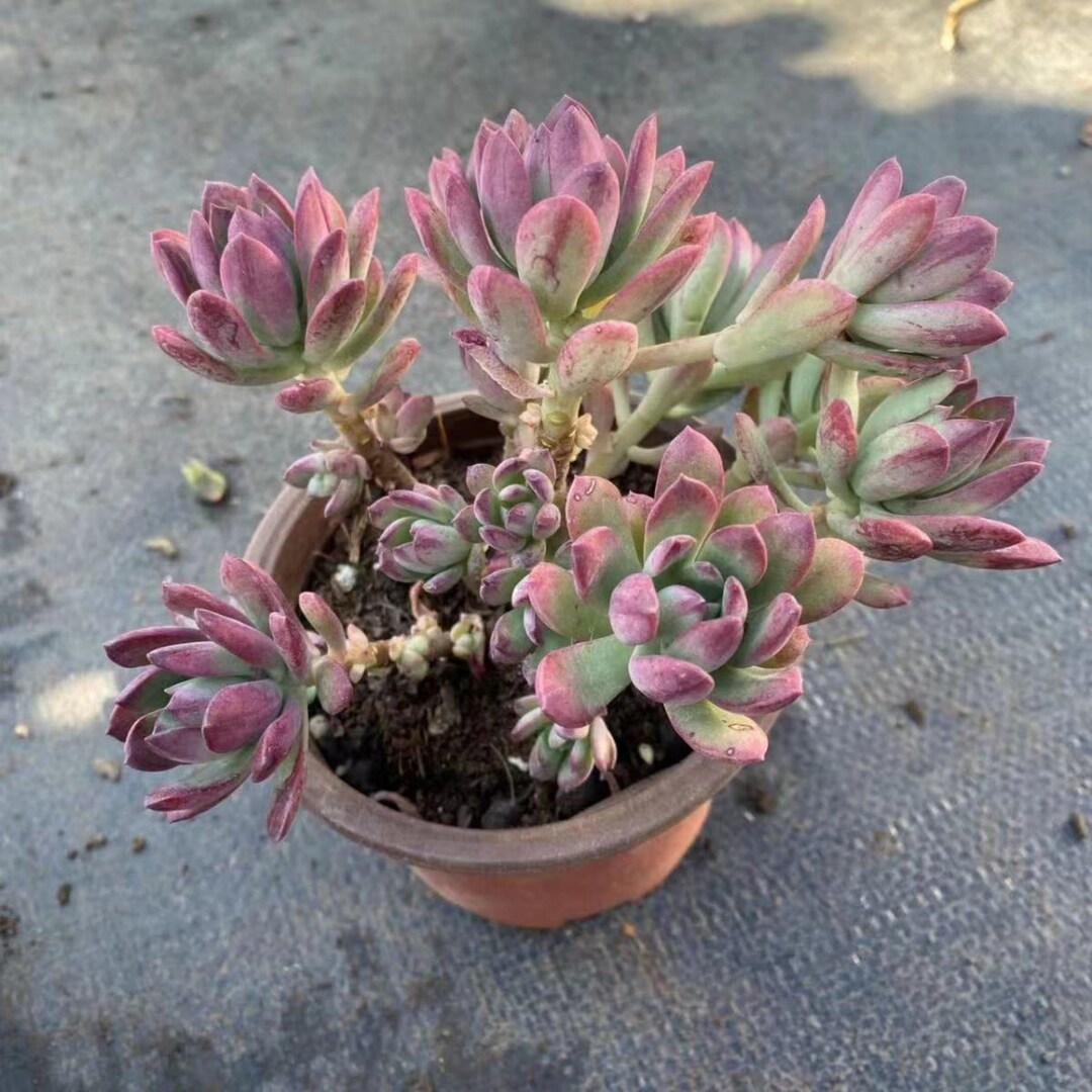 Echeveria 'minibelle' Larger Succulent Plants Rare - Etsy