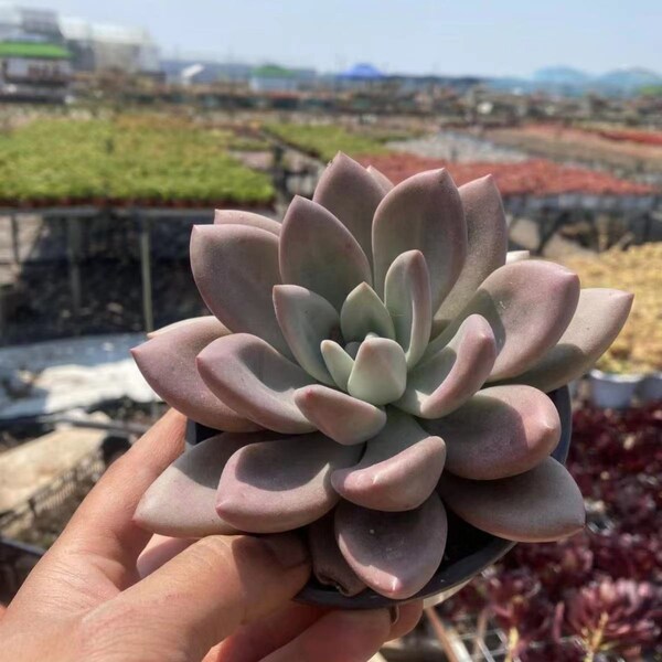 Live Succulents - Etsy