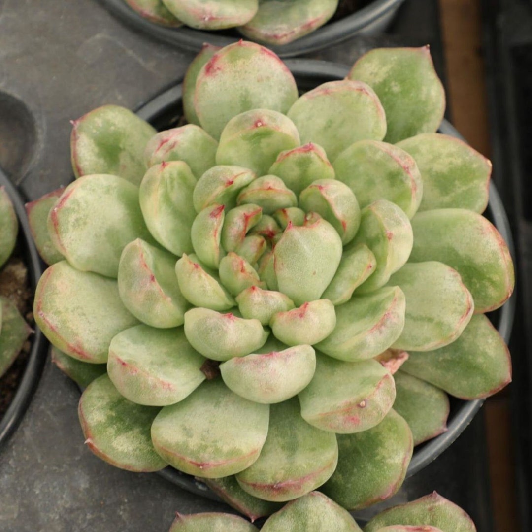 Echeveria 'ice Angel', Larger Succulent Plants , Rare Succulent, Live ...