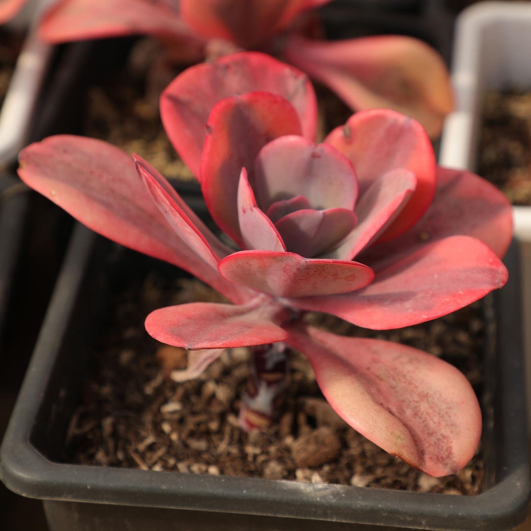 Echeveria 'angel Wings', Larger Succulent Plants , Rare Succulent, Live ...
