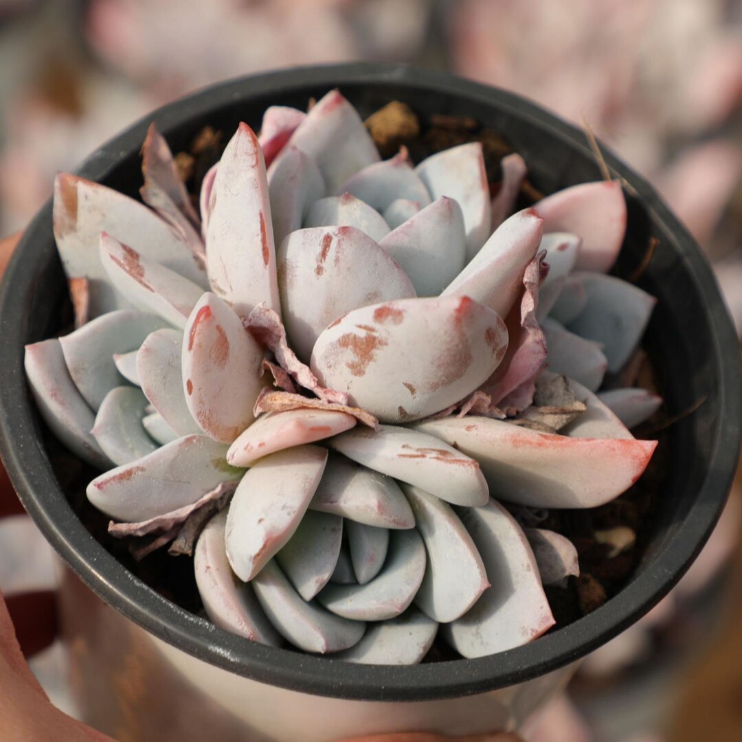 Echeveria Prolifica, Larger Succulent Plants , Rare Succulent, Live ...