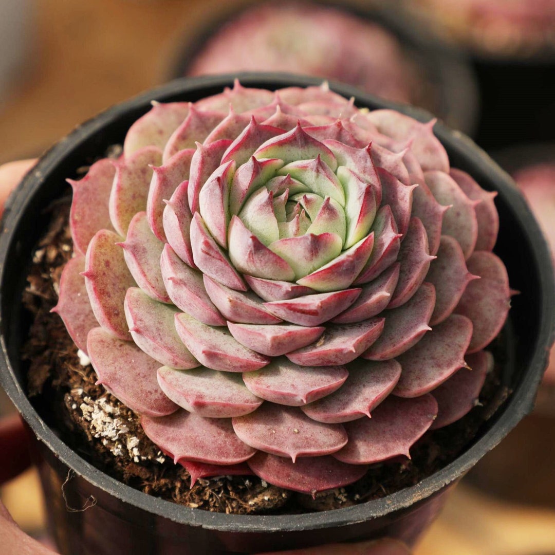 Echeveria Charlotte Rose, Larger Succulent Plants , Rare Succulent ...