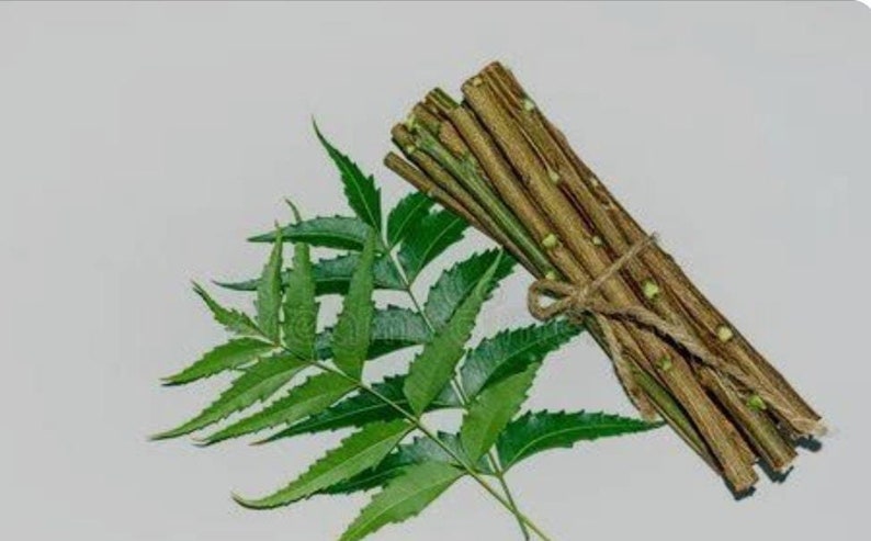 10 Pc 100 Pc Organic Pure Natural Neem Sticks Indica Sticks DATUN for ...