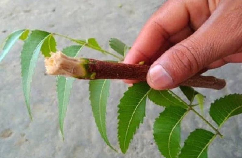 10 Pc 100 Pc Organic Pure Natural Neem Sticks Indica Sticks DATUN for ...