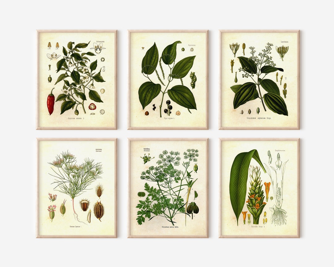 Cooking Spice Prints Set of 6, Spice, Botanical, Agricultural Print ...