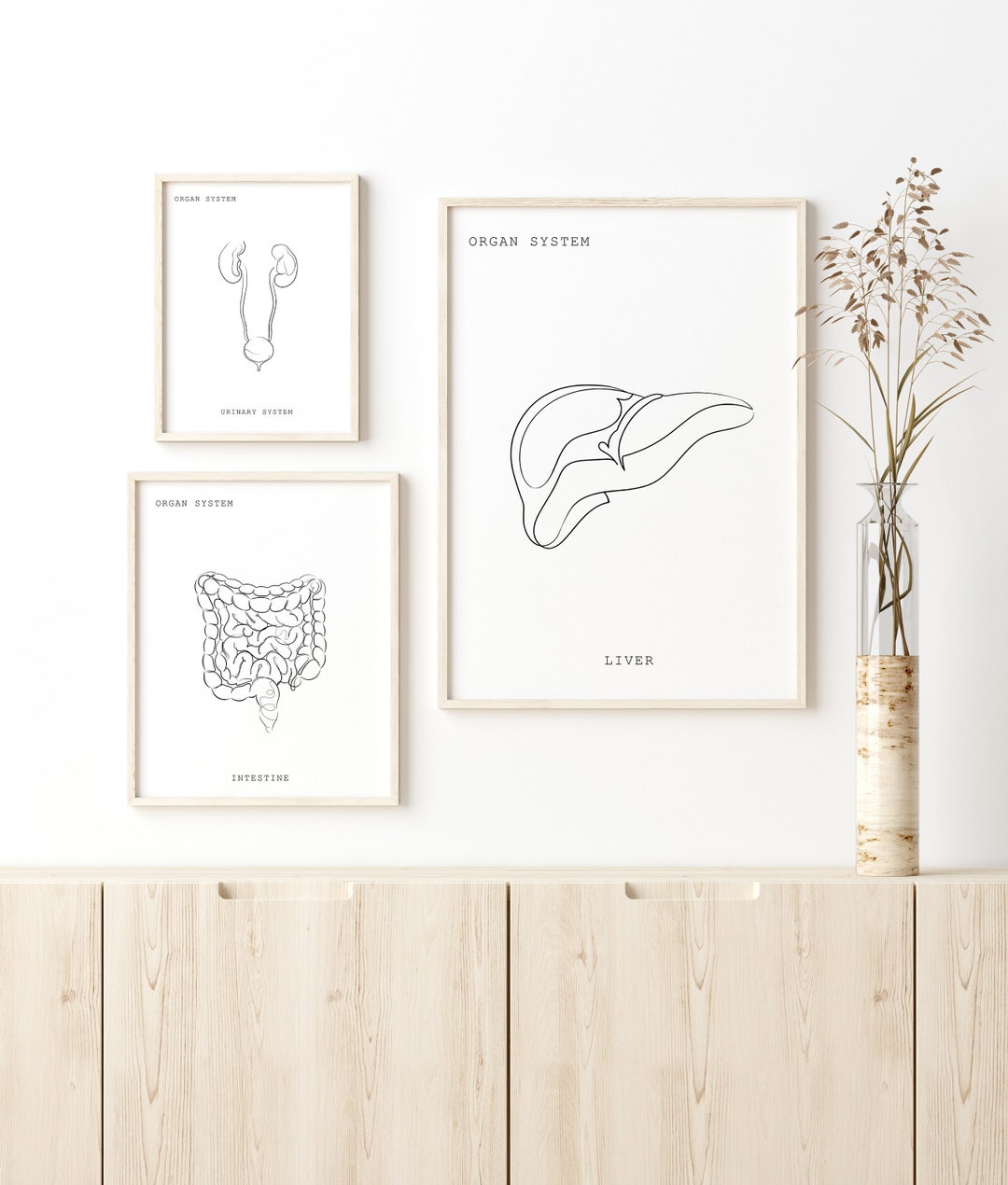 Organs Anatomy Set, Anatomy Printable, Anatomy Wall Art, Medical Art ...