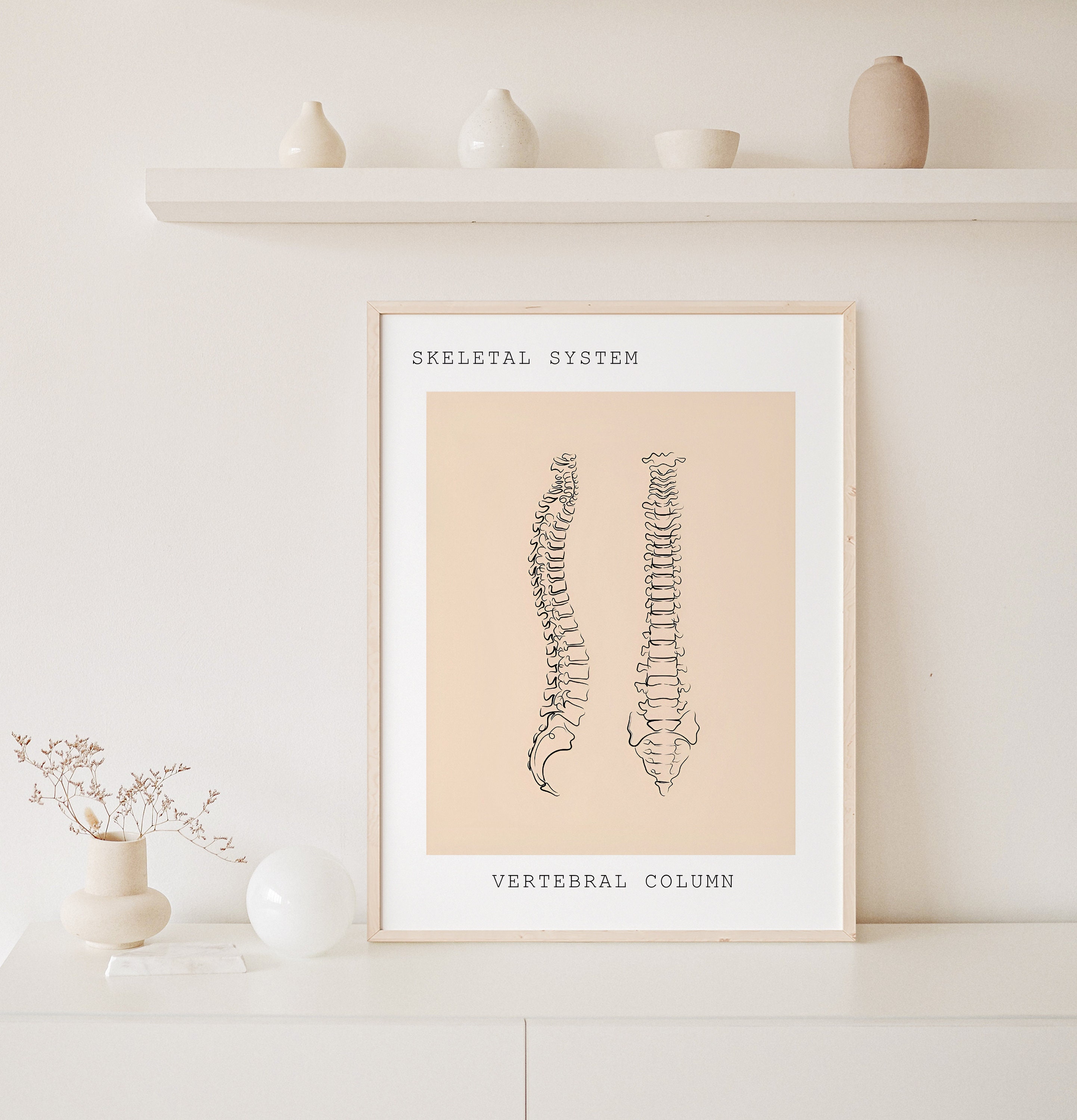 Vertebral Column Anatomy, Anatomy, Anatomy Printable, Anatomy Line Art ...