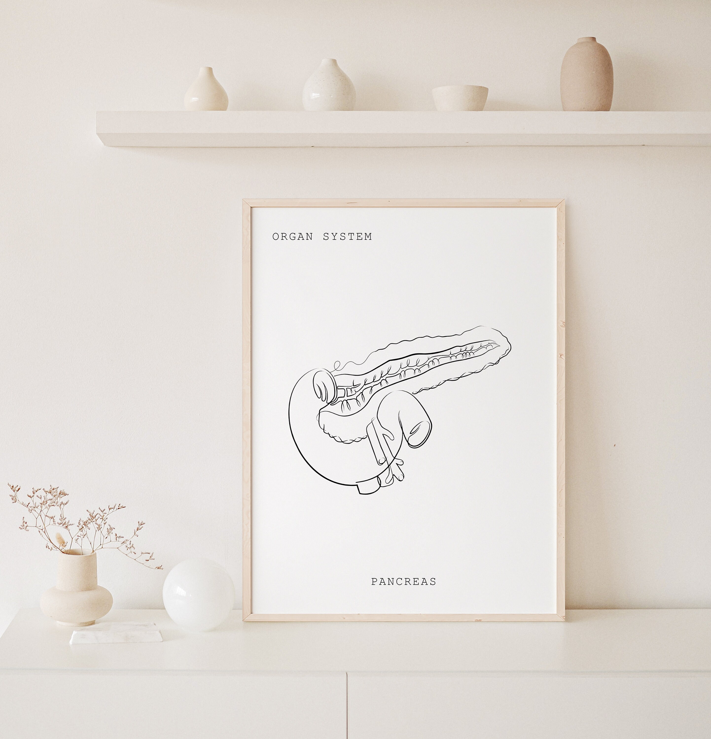 Pancreas Anatomy, Anatomy, Anatomy Printable, Anatomy Line Art, Medical ...