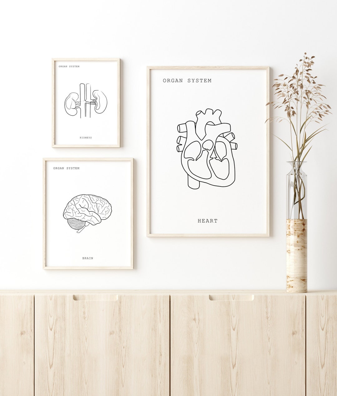 Organs Anatomy Set, Anatomy Printable, Anatomy Wall Art, Medical Art ...