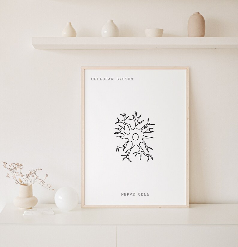 Nerve Cell Anatomy, Anatomy, Anatomy Printable, Anatomy Line Art ...