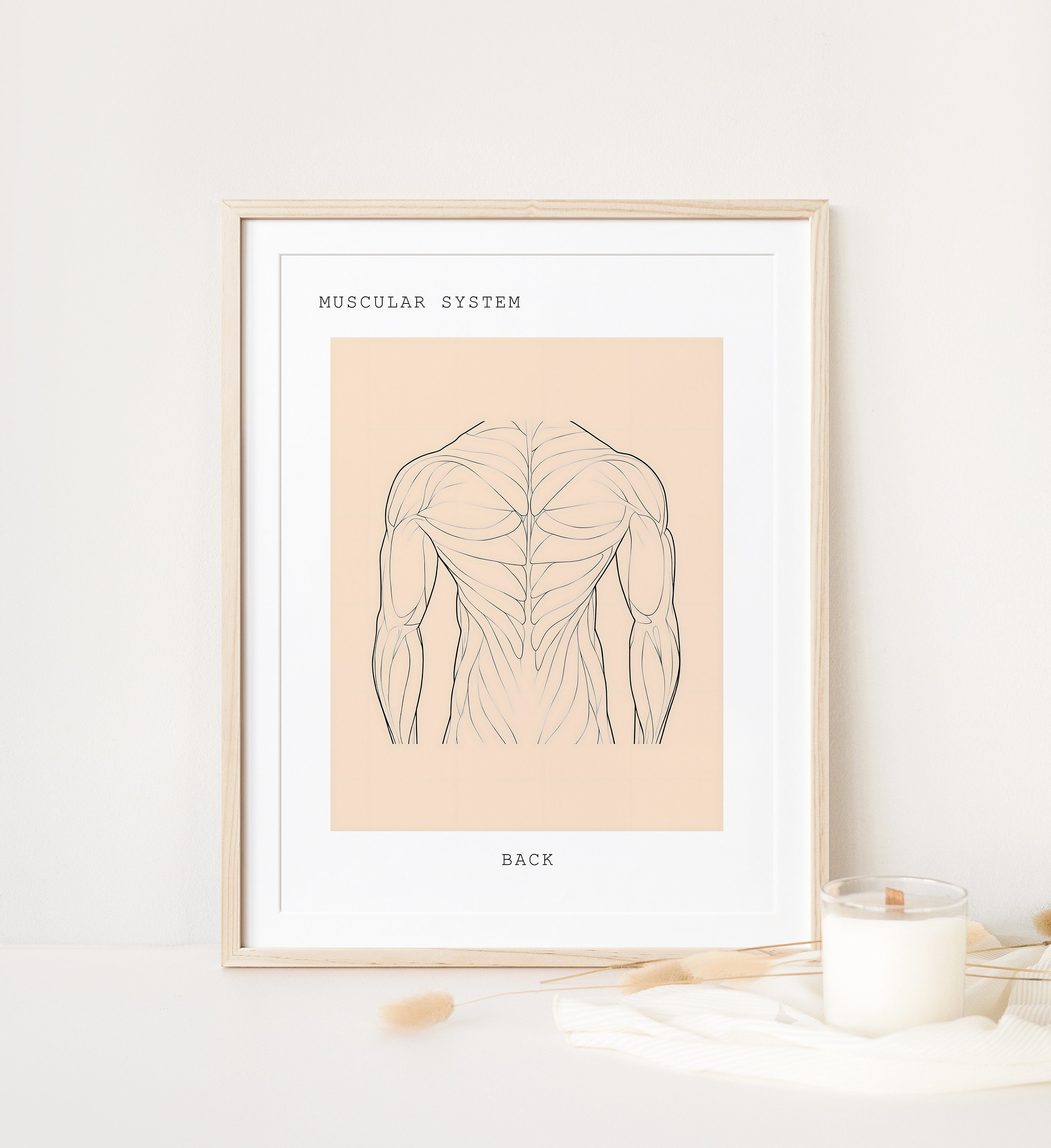 Back Anatomy, Anatomy, Anatomy Printable, Anatomy Line Art, Medical Art ...
