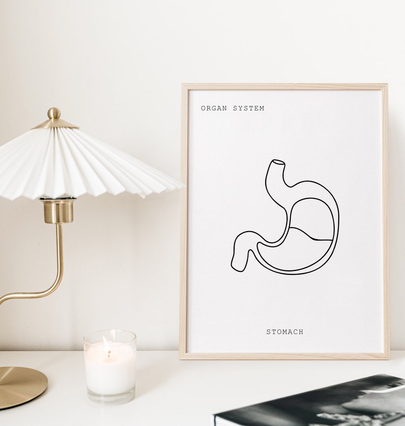 Stomach Anatomy, Anatomy, Anatomy Printable, Anatomy Line Art, Medical ...
