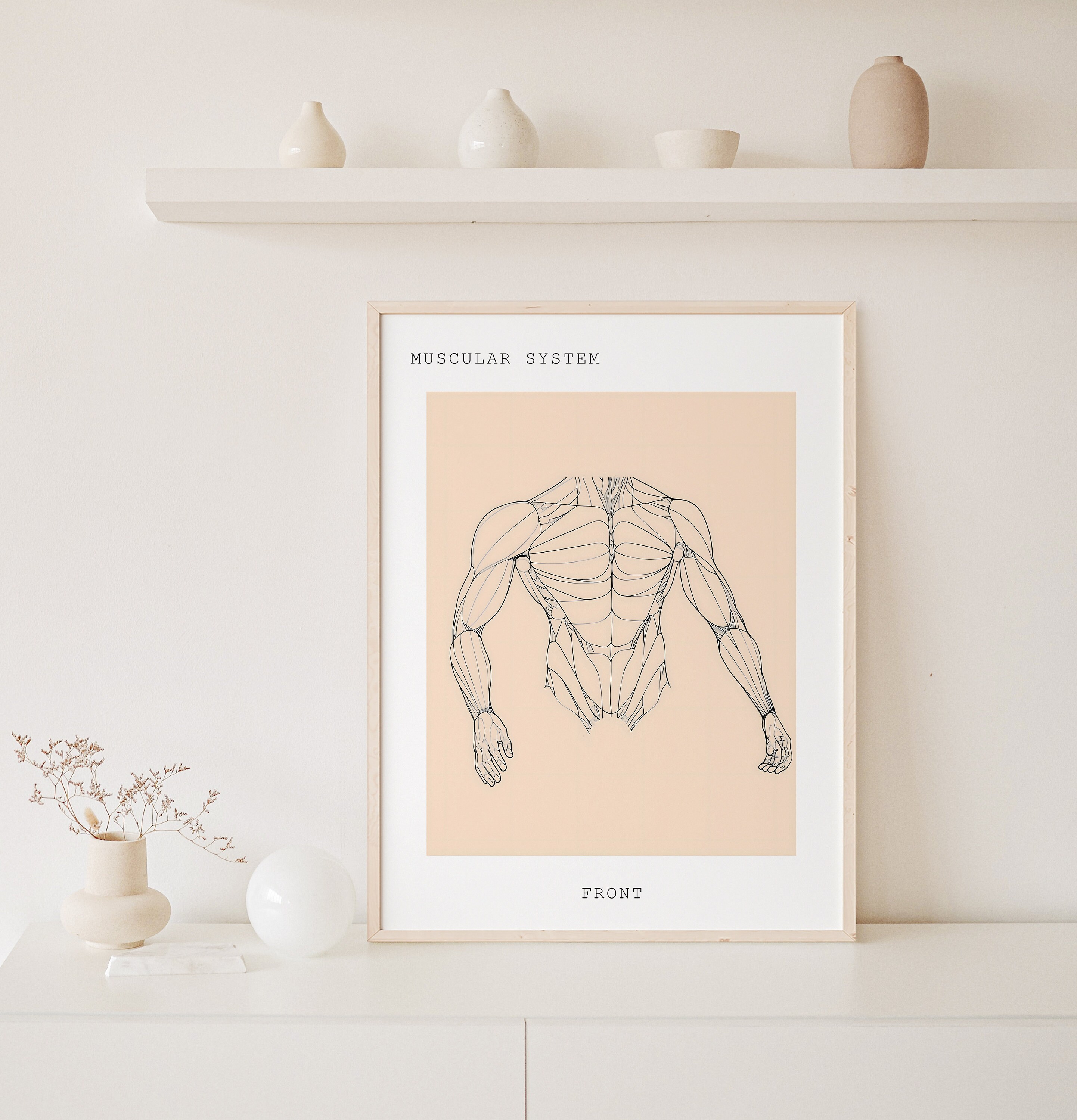 Front Anatomy, Anatomy, Anatomy Wall Art, Anatomy Line Art, Medical Art ...