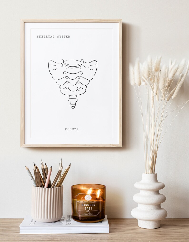 Coccyx Anatomy, Anatomy, Anatomy Printable, Anatomy Line Art, Medical ...