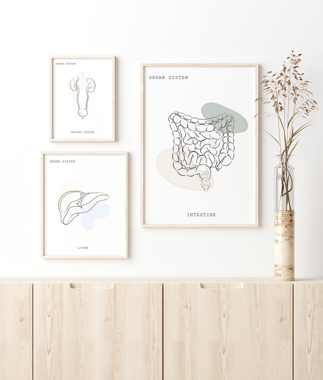 Organs Anatomy Set, Anatomy Printable, Anatomy Wall Art, Medical Art ...