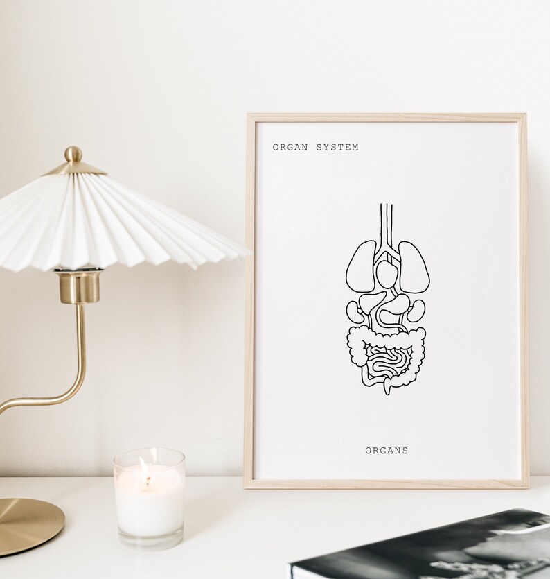Organs Anatomy, Anatomy, Anatomy Printable, Anatomy Line Art, Medical ...