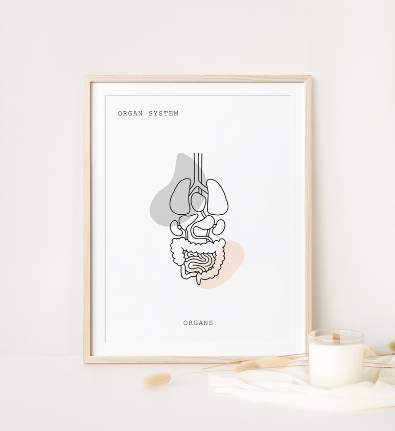 Organs Anatomy, Anatomy, Anatomy Printable, Anatomy Line Art, Medical ...