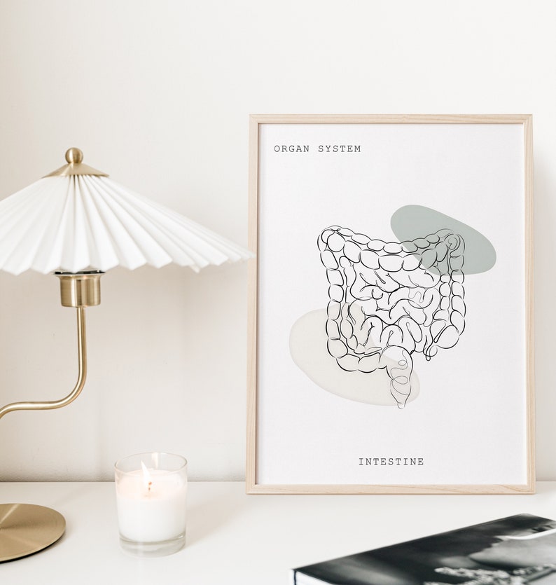 Intestine Anatomy, Anatomy, Anatomy Printable, Anatomy Line Art ...