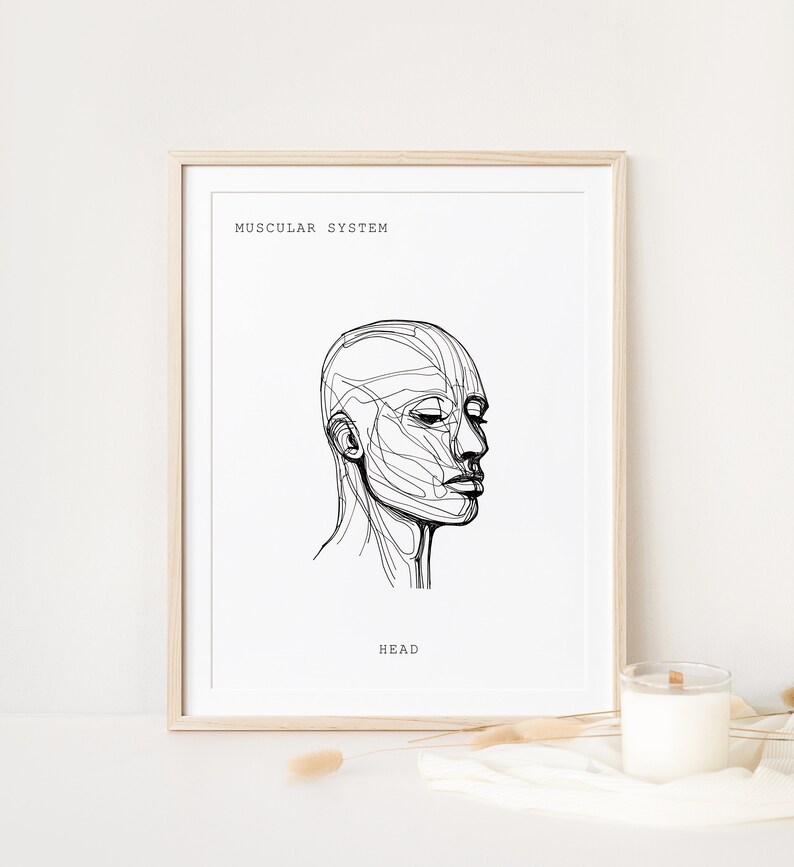 Head Anatomy, Anatomy, Anatomy Printable, Anatomy Line Art, Medical Art ...