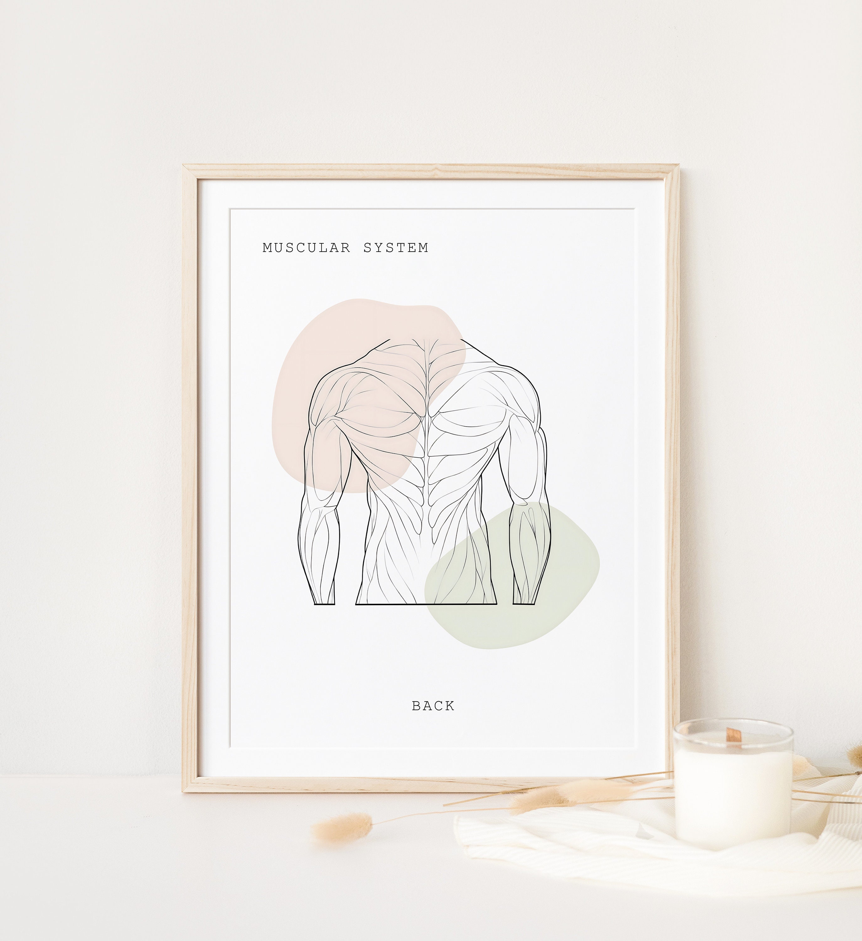 Back Anatomy, Anatomy Printable, Anatomy Line Art, Medical Art, Clinic ...