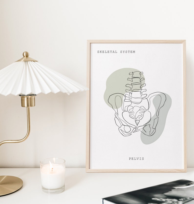 Pelvis Anatomy, Anatomy, Anatomy Wall Art, Anatomy Line Art, Medical ...