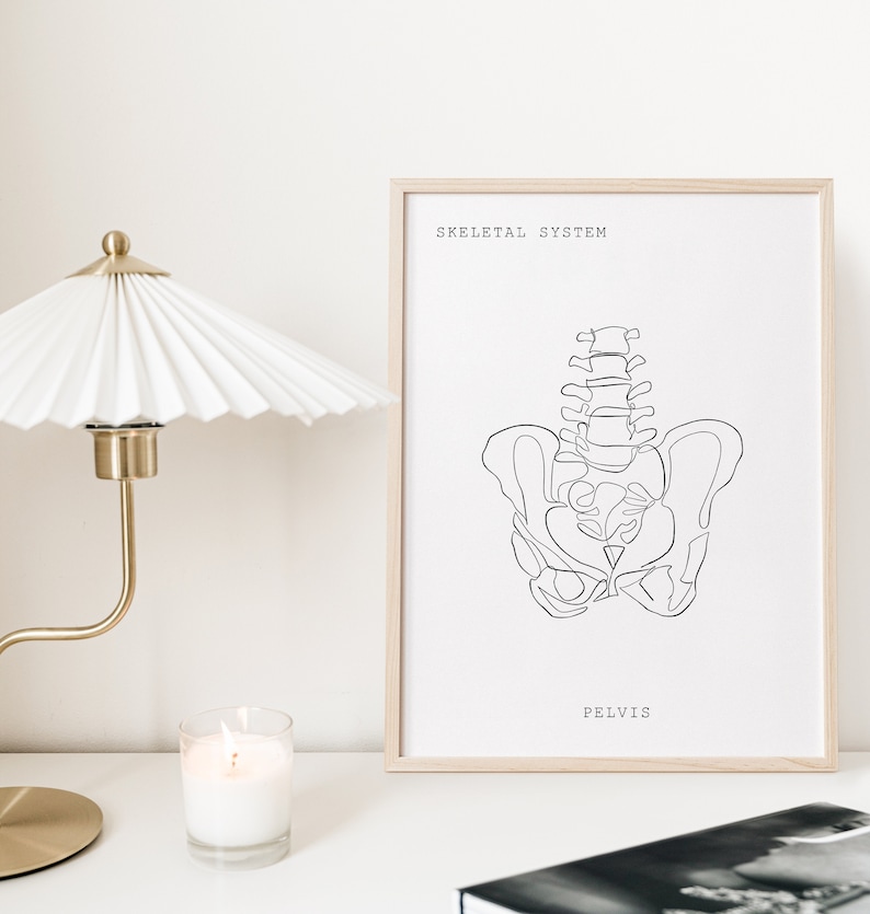 Pelvis Anatomy, Anatomy, Anatomy Printable, Anatomy Line Art, Medical ...