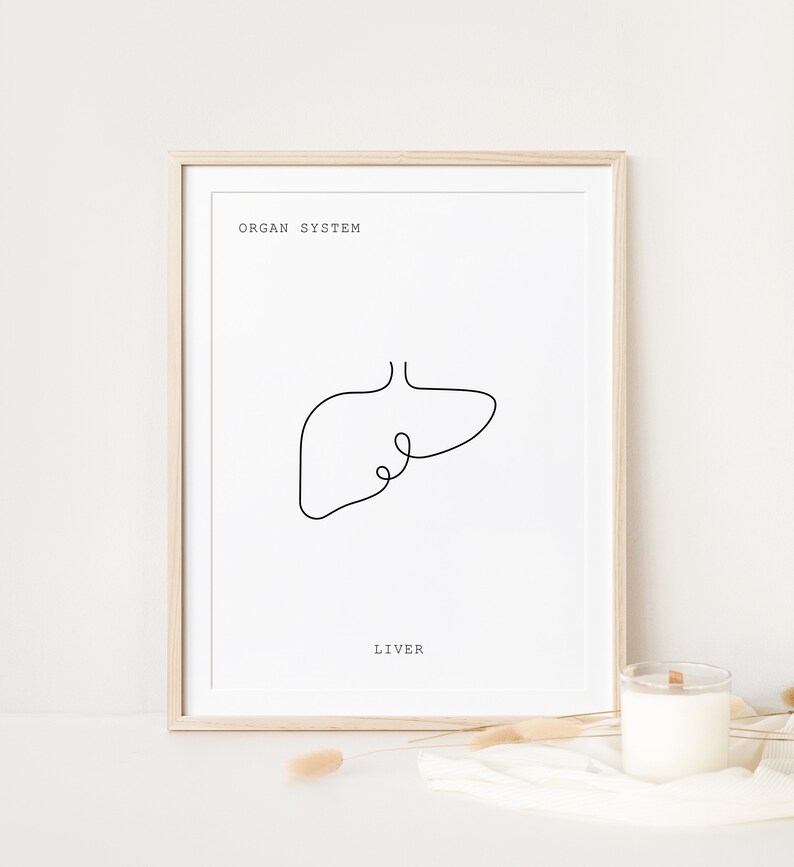 Liver Anatomy, Anatomy, Anatomy Printable, Anatomy Line Art, Medical ...