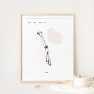 Arm Anatomy, Anatomy Printable, Anatomy Line Art, Medical Art, Clinic ...