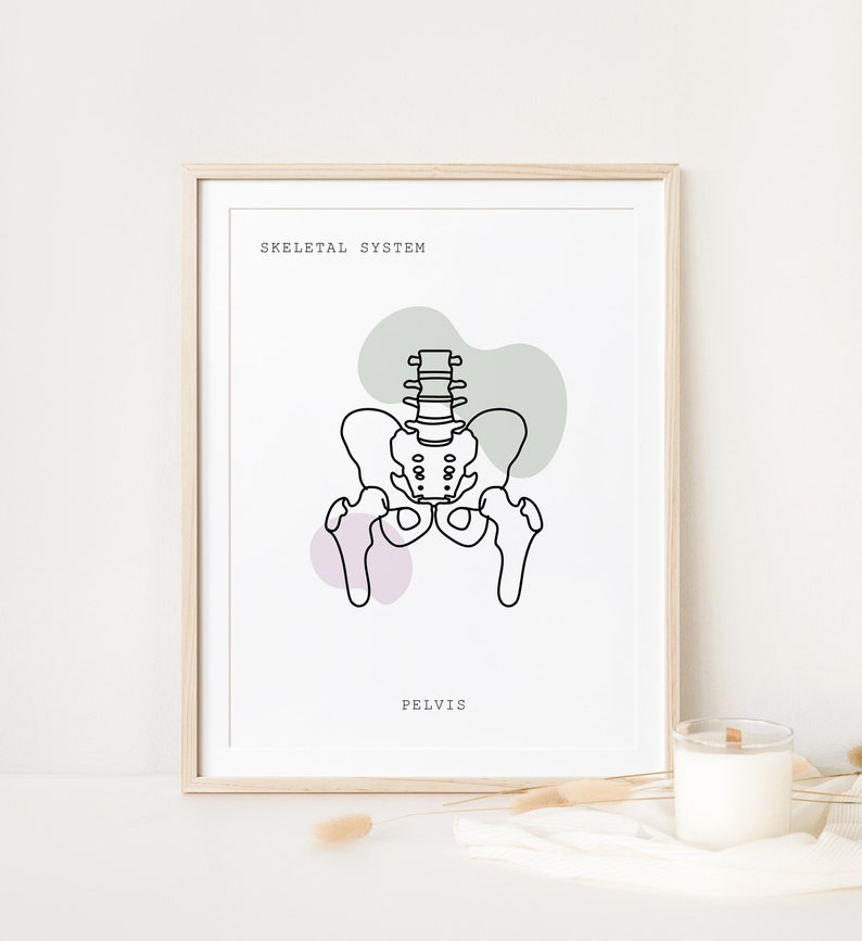 Pelvis Anatomy, Anatomy, Anatomy Printable, Anatomy Line Art, Medical ...