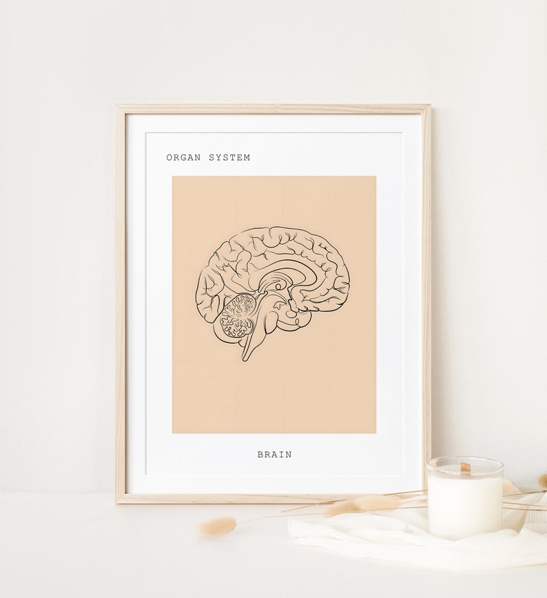 Anatomy Set, Anatomy Printable, Anatomy Wall Art, Medical Art, Clinic ...