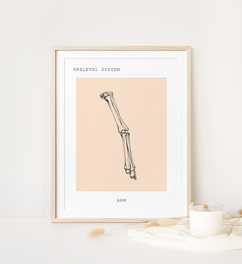 Bones Anatomy Set, Anatomy Printable, Anatomy Wall Art, Medical Art ...