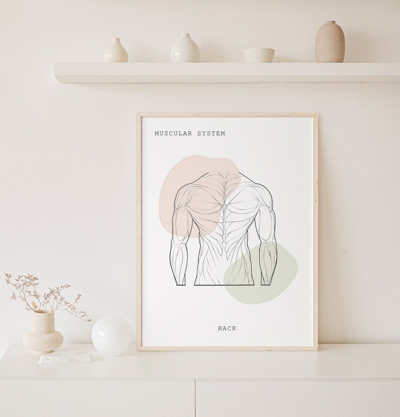 Back Anatomy, Anatomy Printable, Anatomy Line Art, Medical Art, Clinic ...